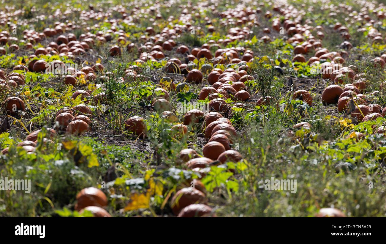 19 September 2025, North Rhine-Westphalia, Brühl: Pumpkins growing in a ...