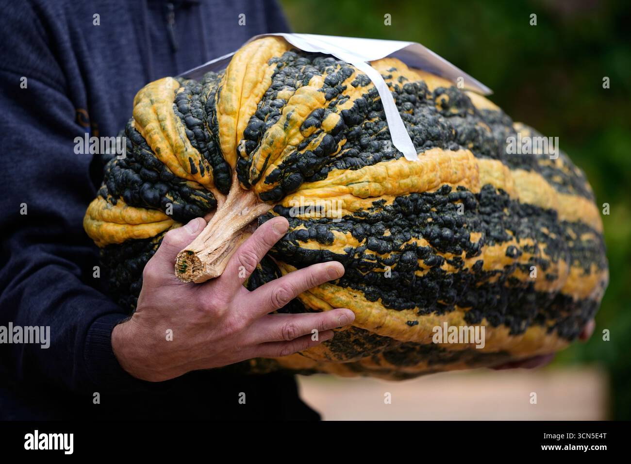 A man carries a giant zucchini during a weigh-in competition prior to ...