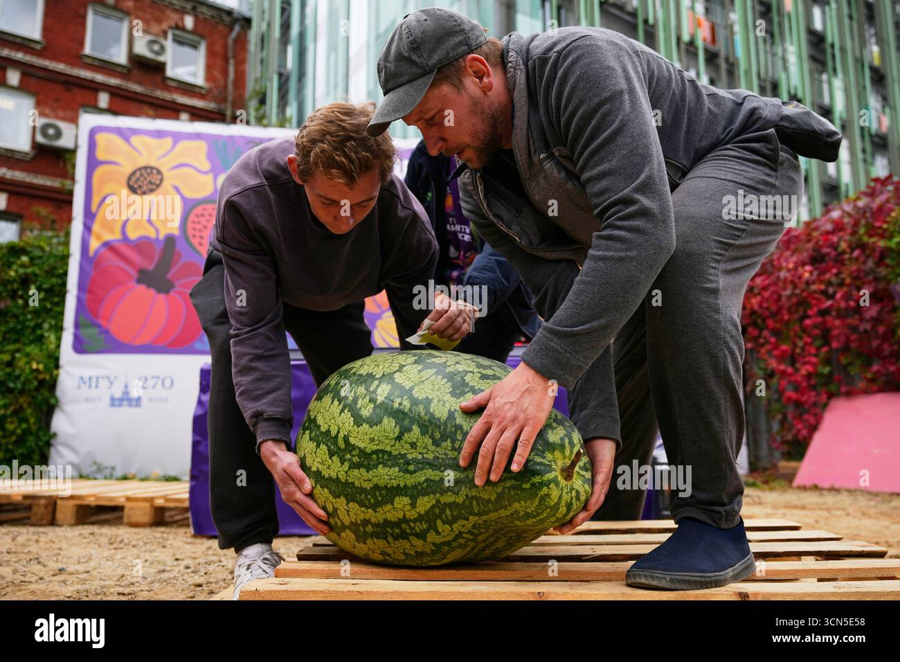 Men carry a giant watermelon during a weigh-in competition prior to the ...