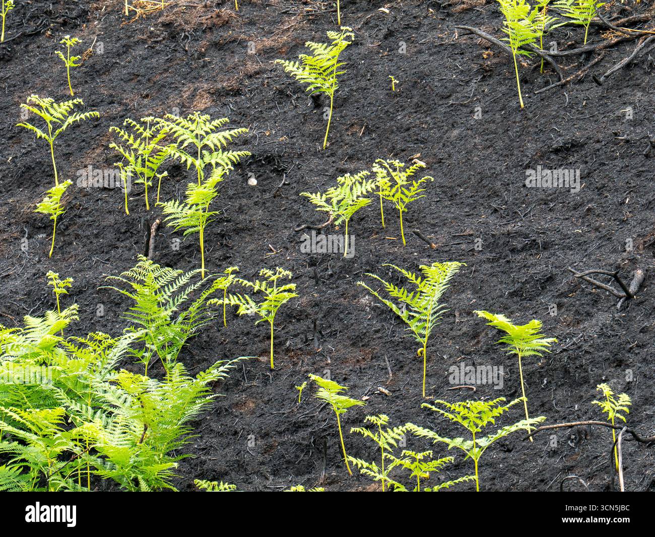 Gorse emerging through the charred grounds following a wild fire on ...