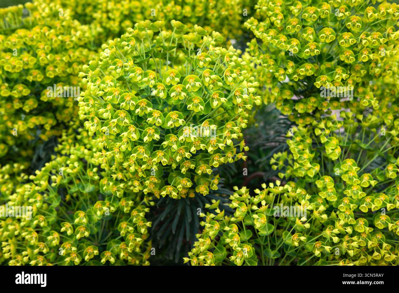 Euphorbia balsamifera flower hi-res stock photography and images - Alamy