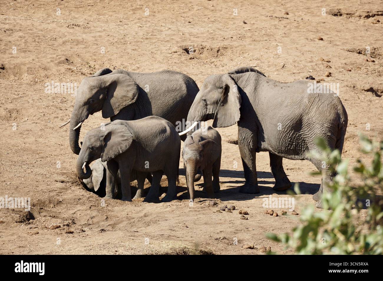 a heard of african elephants standing on dry ground Stock Photo - Alamy