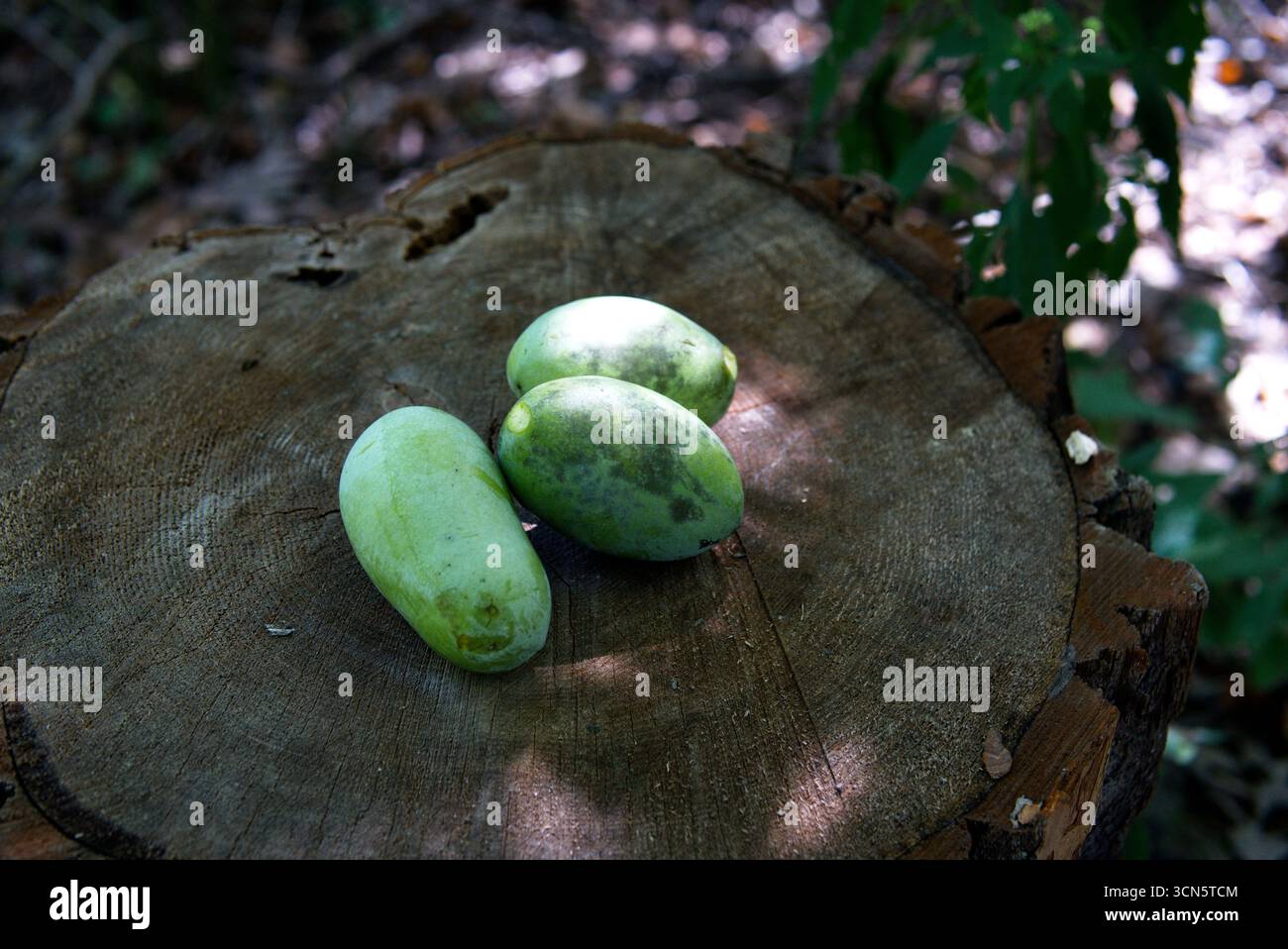 Hillbilly mango hi-res stock photography and images - Alamy