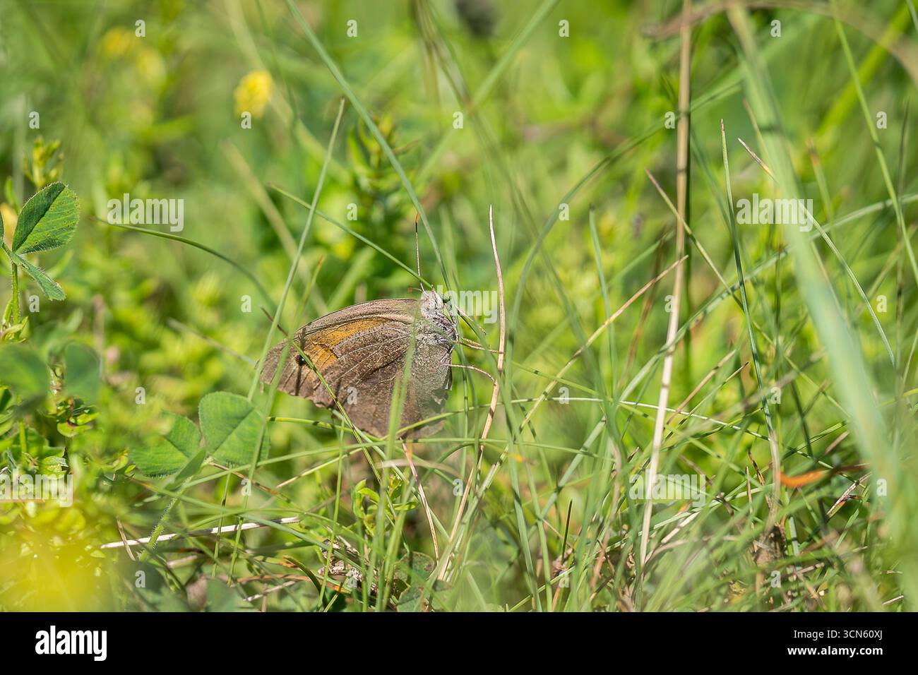 Meadow Brown butterfly (Maniola jurtina) with closed wings and perched ...