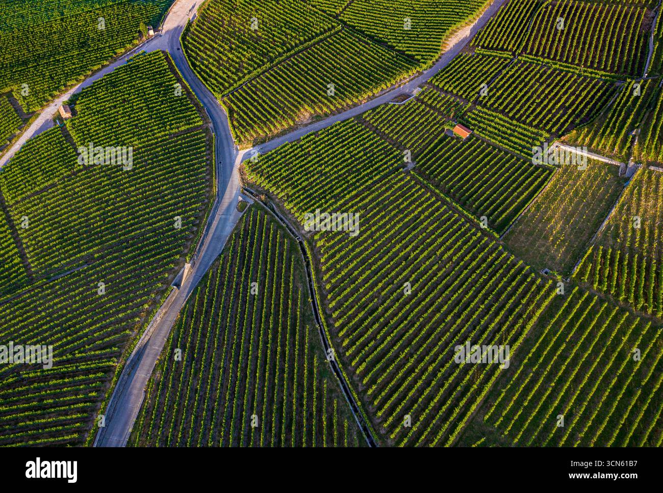 Aerial view of vibrant green vineyard terraces cascading down the ...