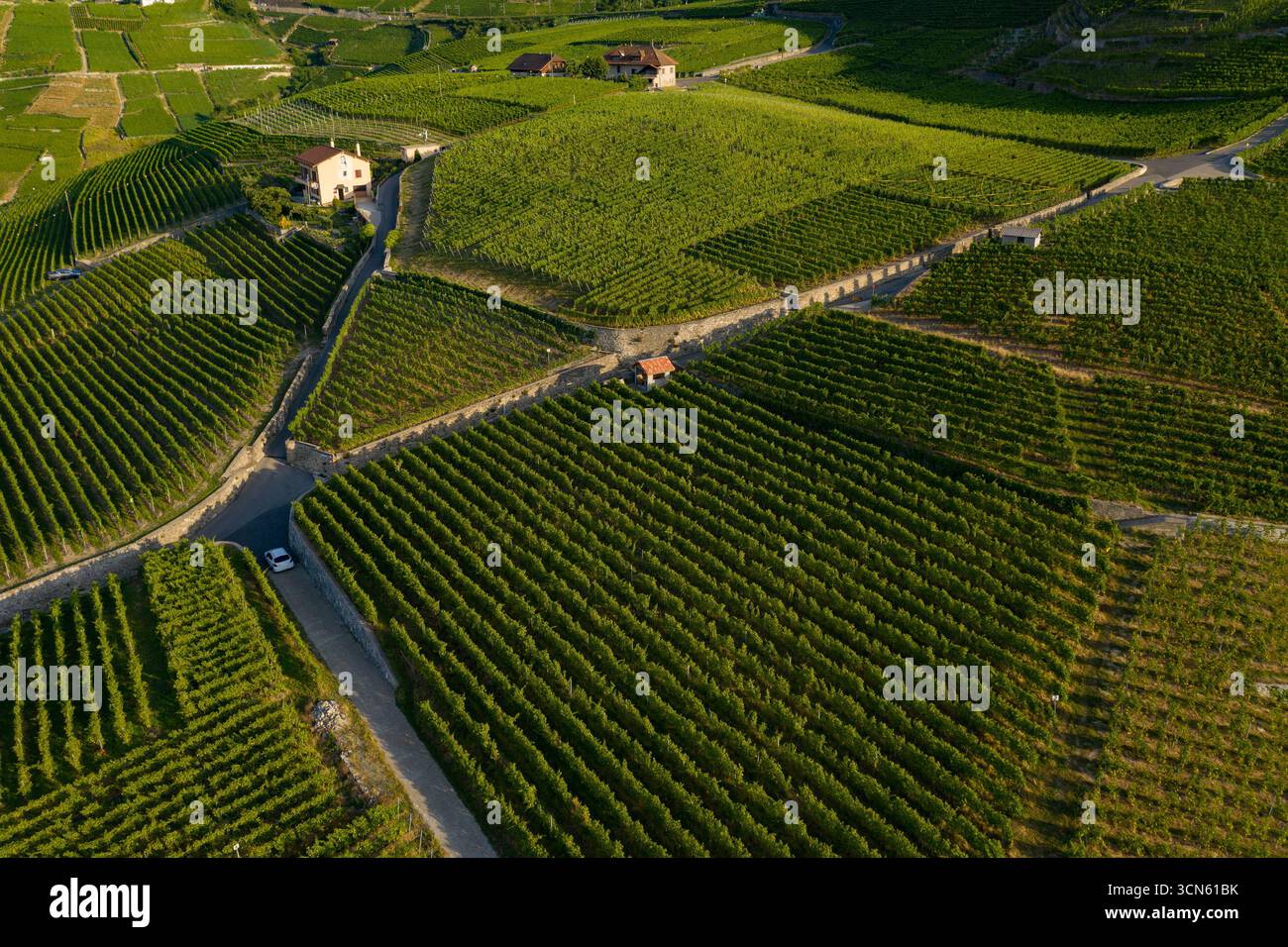 Aerial view of vineyards painted in gradients of green and gold ...