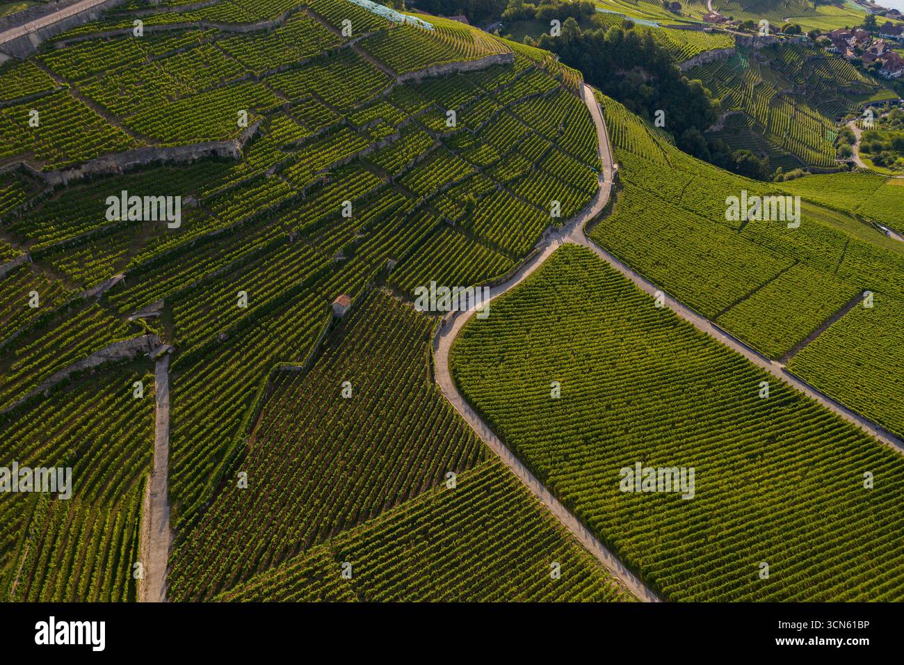 Aerial view of neatly terraced vineyards cascading down the hillside ...