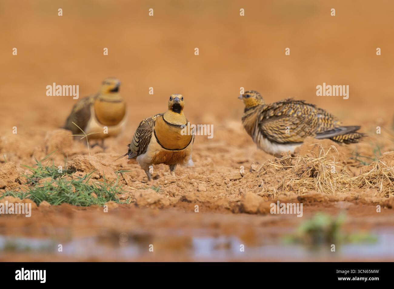 Pin-tailed Sandgrouse (Pterocles alchata) on a farmers field at a water ...