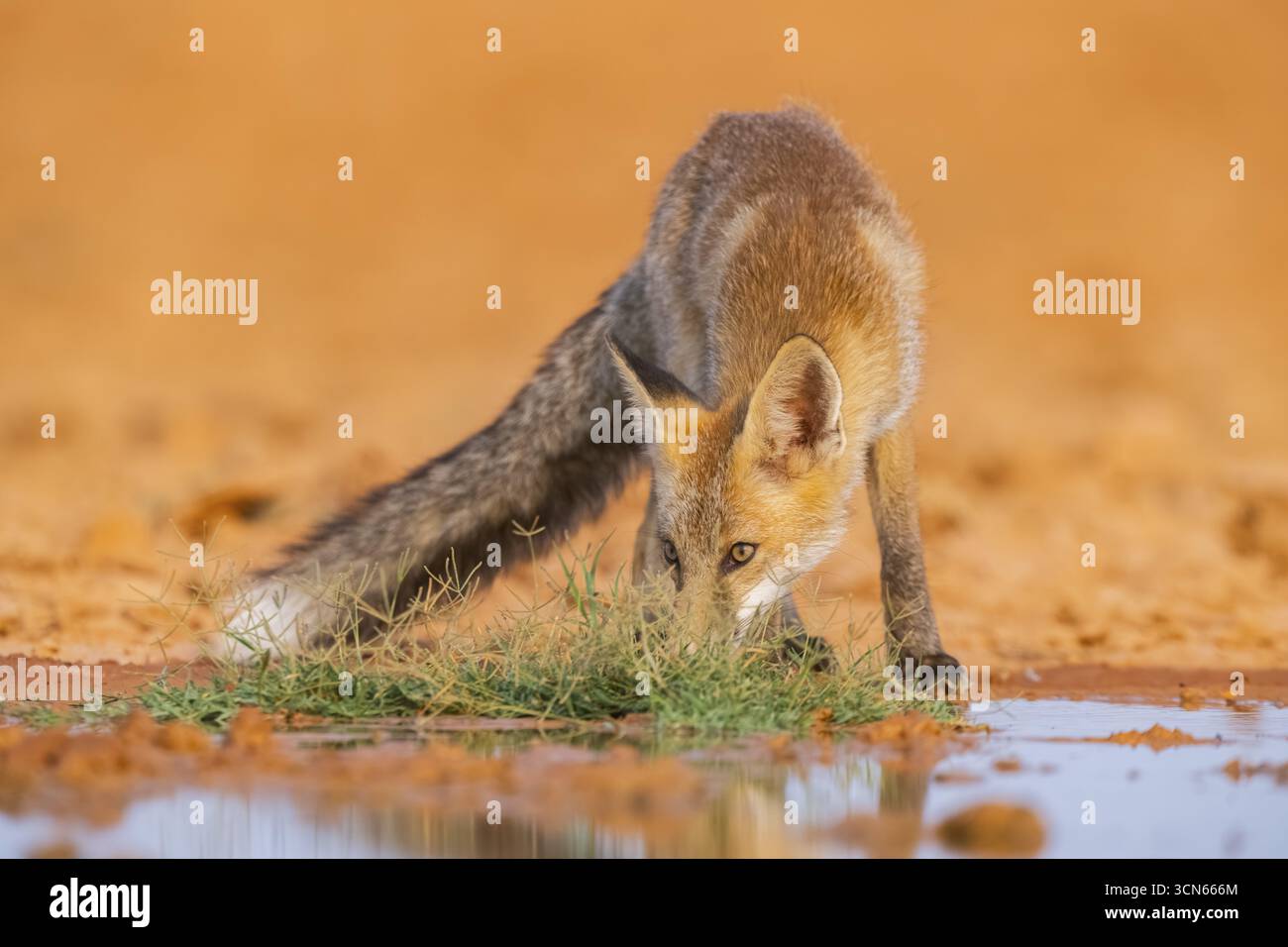 Young Red fox (Vulpes vulpes) drinking at a water pool on a farmers ...