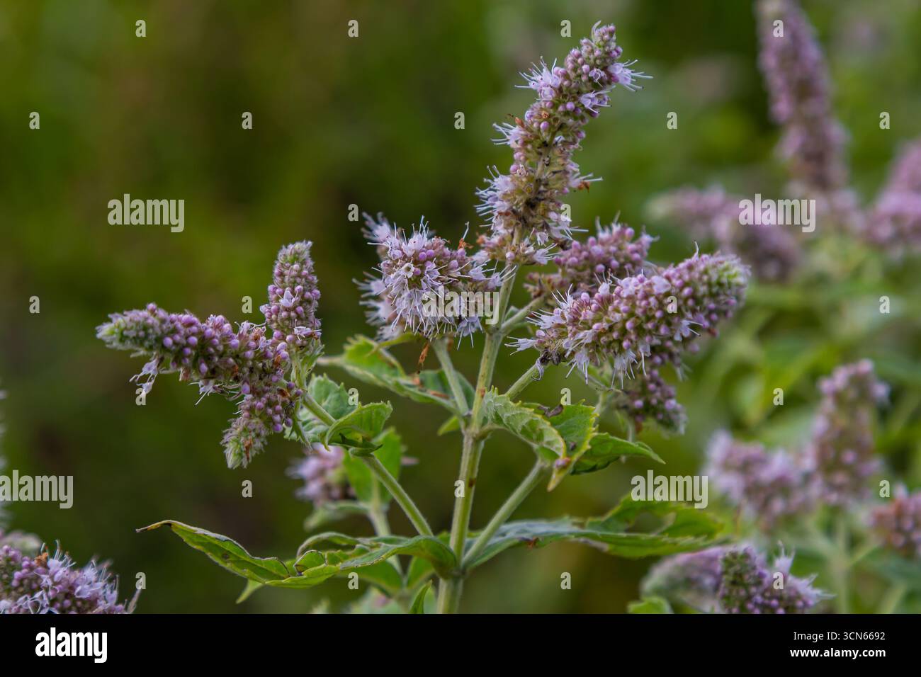 In the summer, long-leaved mint Mentha longifolia grows in the wild ...