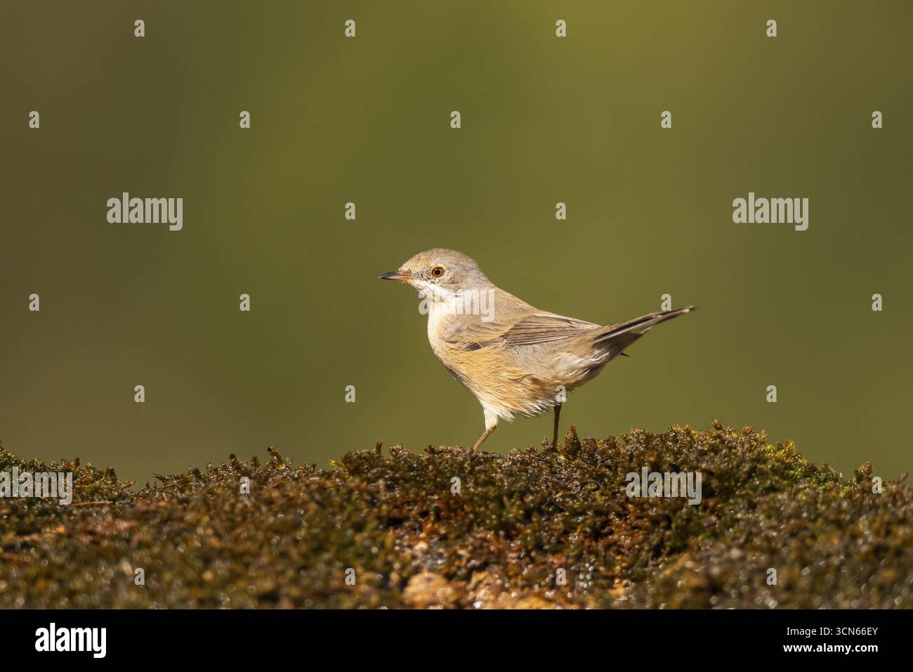 Western subalpine warbler (Curruca iberiae) sitting on a moss in a ...