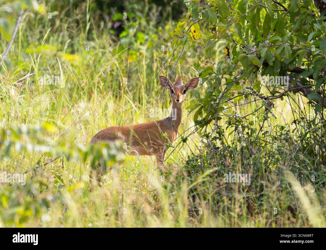 The Kirk's Dik-dik is one of the smallest members of the antelope ...