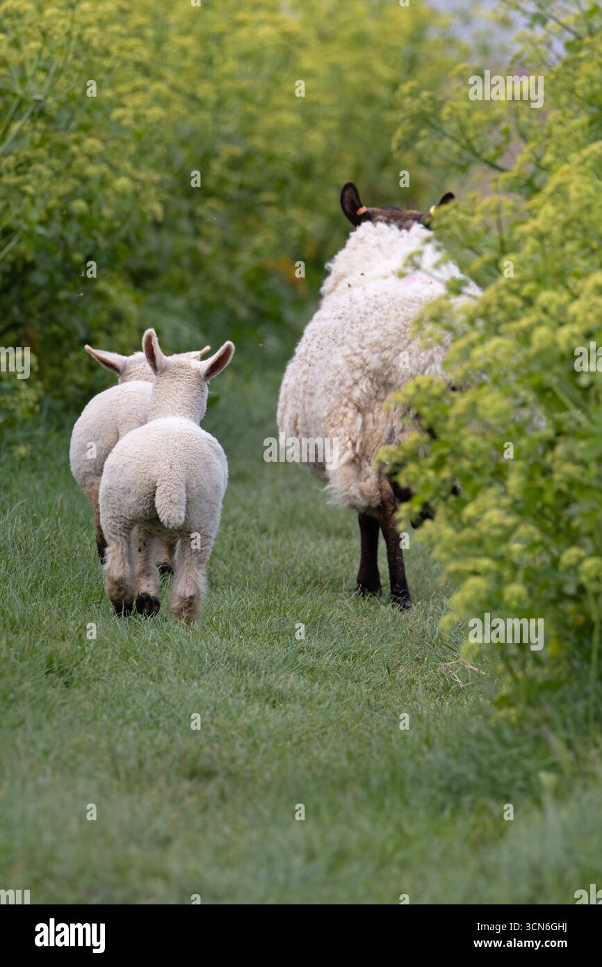 Domestic sheep (Ovis aries) two lambs following mum through a gap in ...