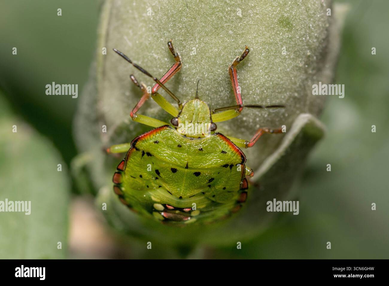 France - Toulouse - Southern green stink bug (Nezara viridula) - bright ...