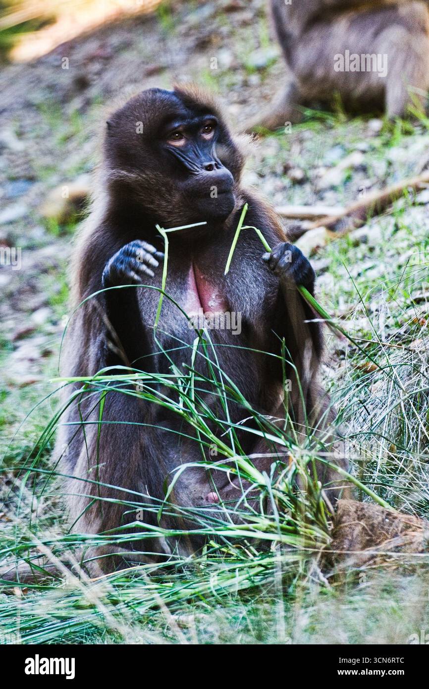 Gelada (Theropithecus gelada), monkeys in new exhibition in ZOO Brno ...