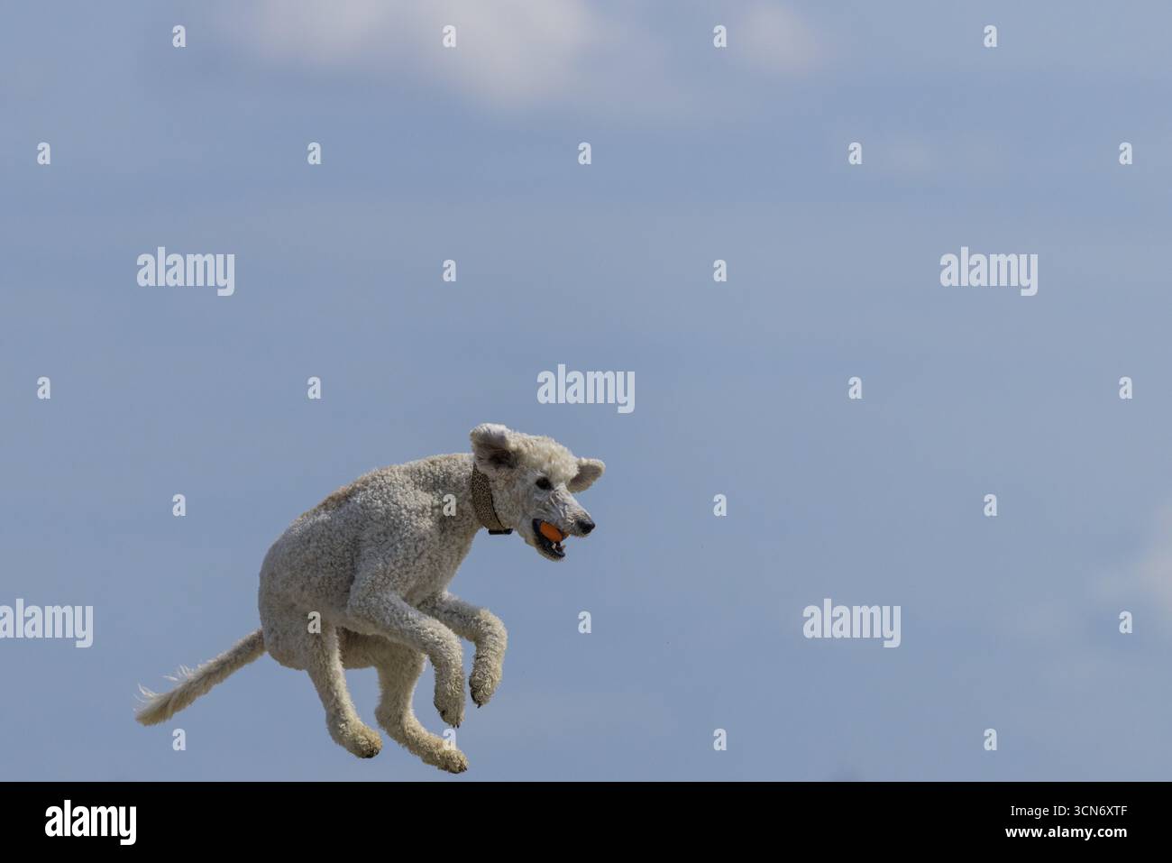 A white king poodle jumps high in the air and seems to fly while the ...