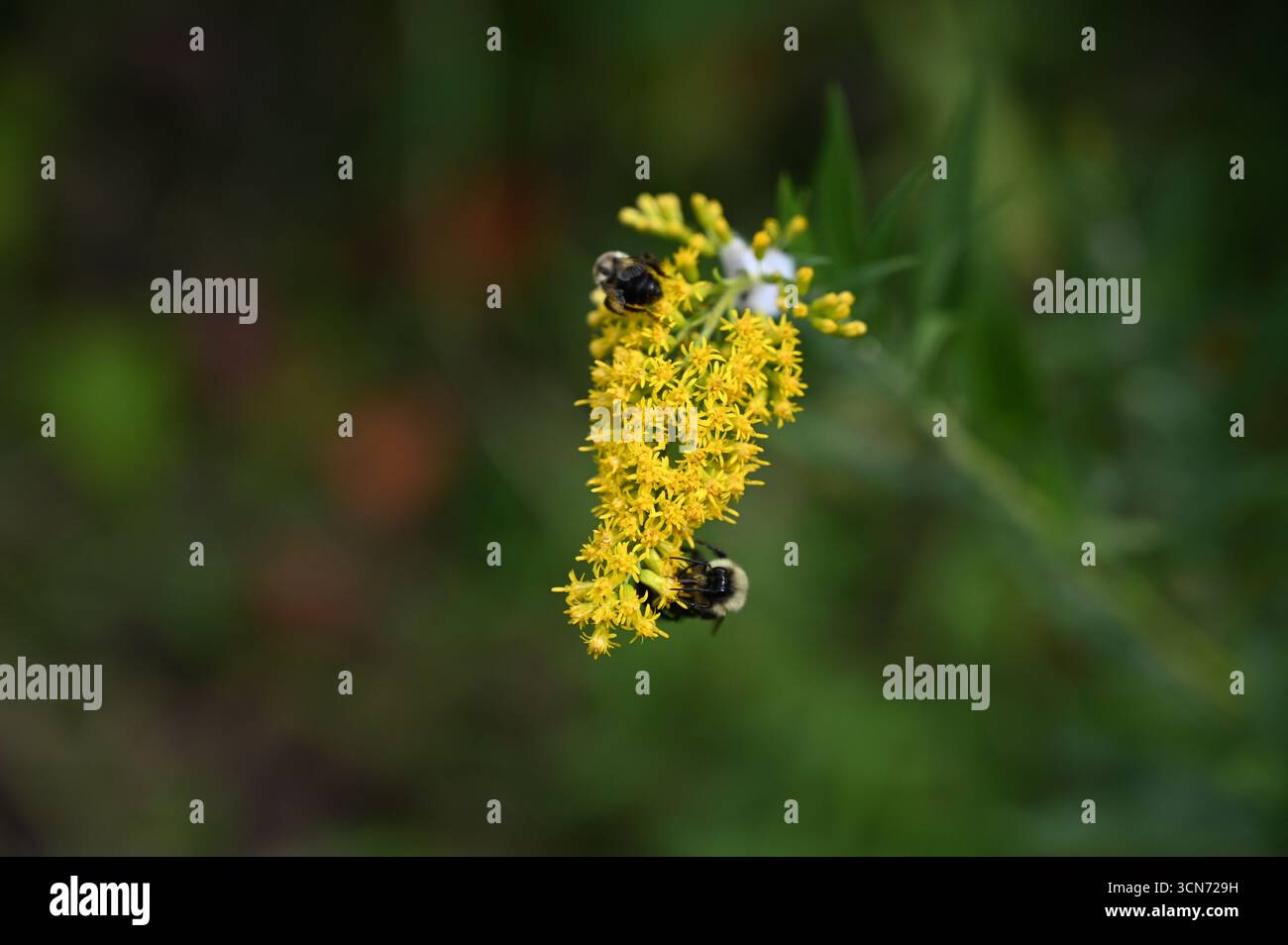bees on goldenrod in the forest Stock Photo - Alamy