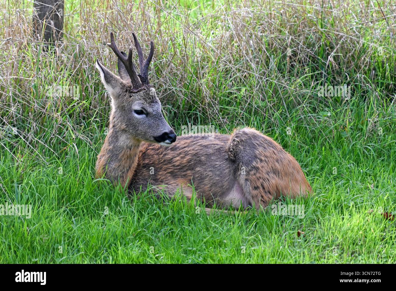 Uploders, Dorset, UK. 19th September 2025. A Roe Deer buck resting on a ...