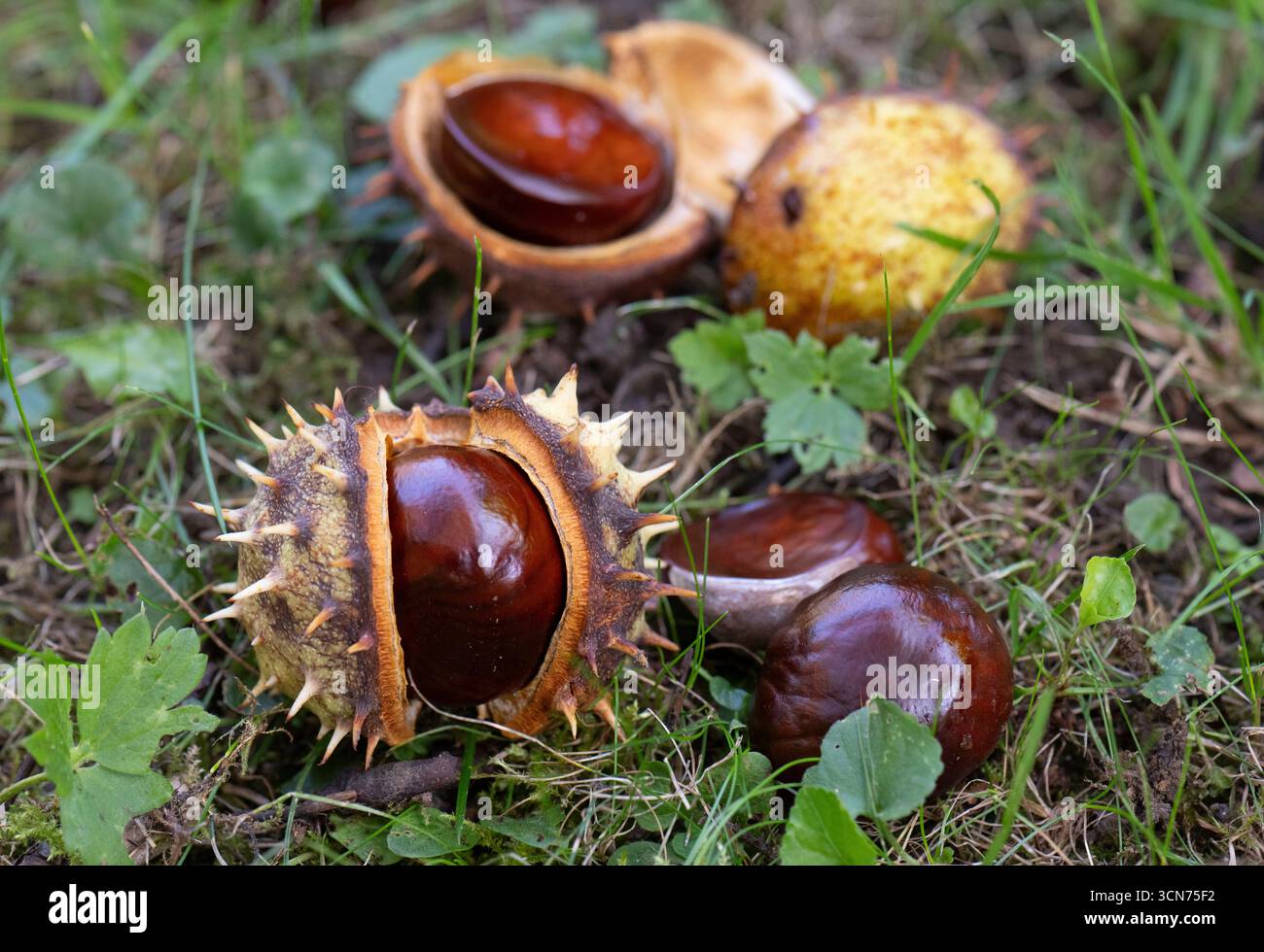 19 September 2025, Hesse, Frankfurt/Main: A chestnut tree lies under a ...