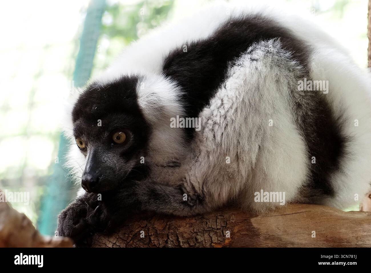Indri, also known as babakoto, is the largest living lemur species on ...
