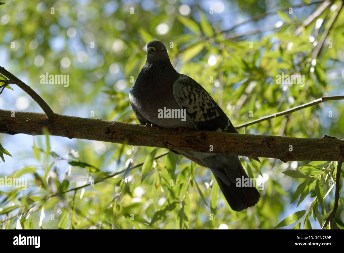 Pigeon on a tree branch hi-res stock photography and images - Alamy