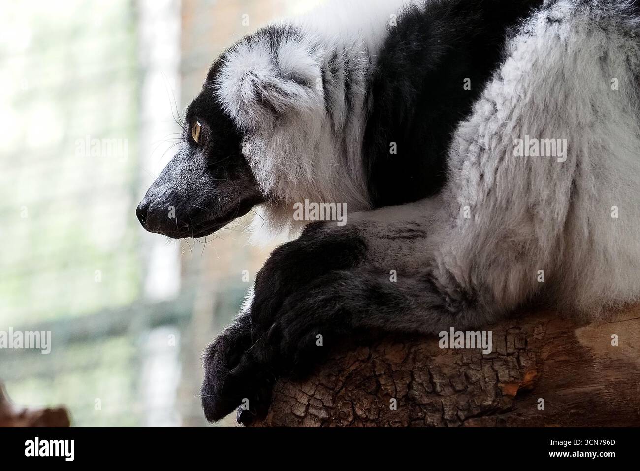 Indri, also known as babakoto, is the largest living lemur species on ...