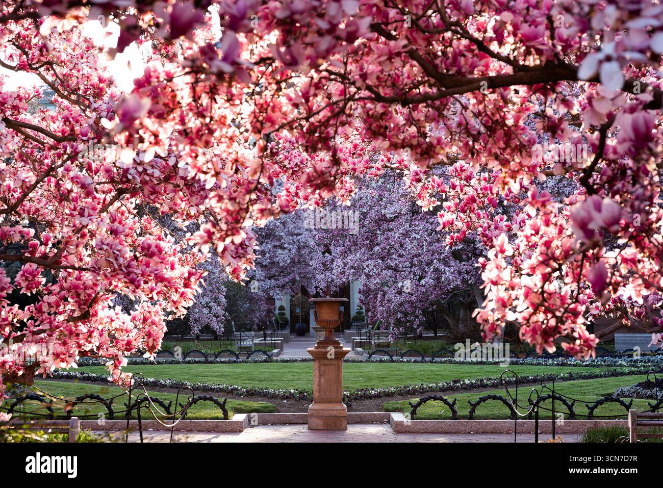 Saucer Magnolias In Enid A Haupt Garden Washington DC United States ...