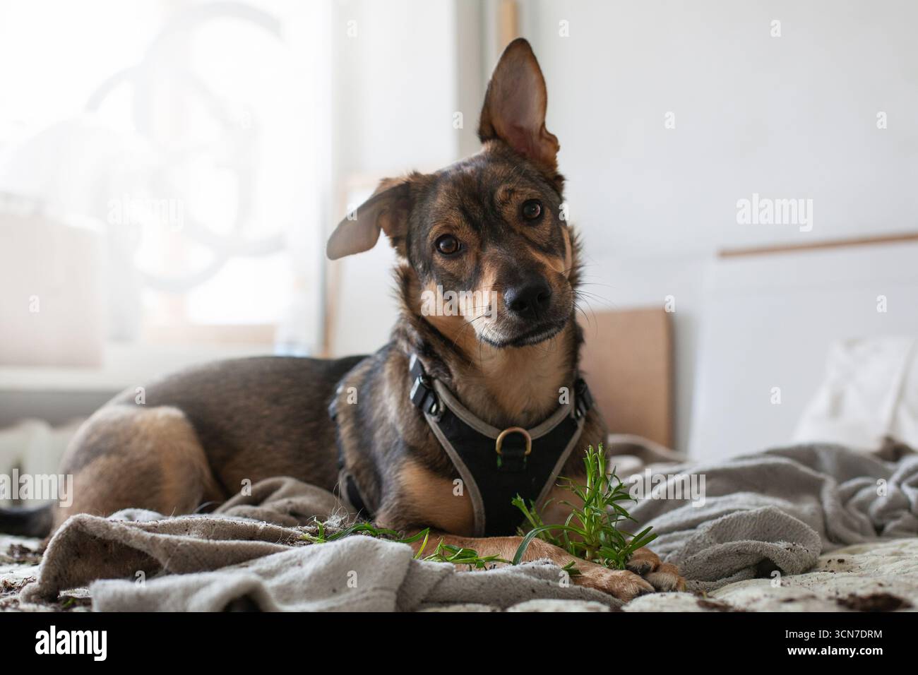A playful dog lies on a messy bed surrounded by soil and broken plant ...