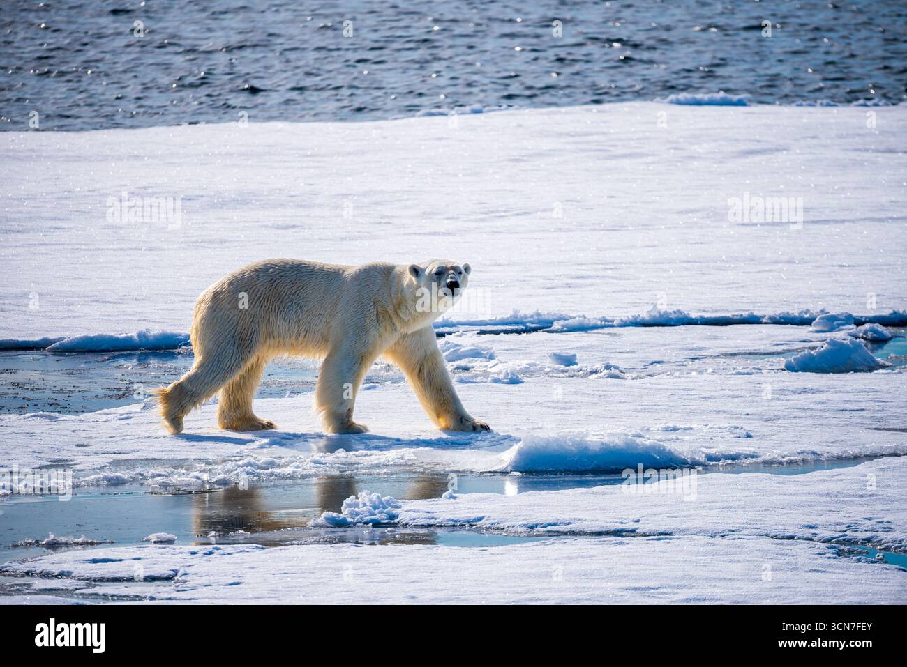 Polar Bear Walking On Ice Floes Svalbard Arctic // SVALBARD AND JAN ...