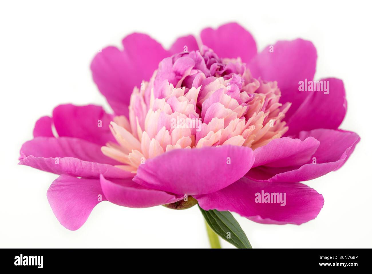 Pink red yellow center Cut Out Stock Images & Pictures - Alamy