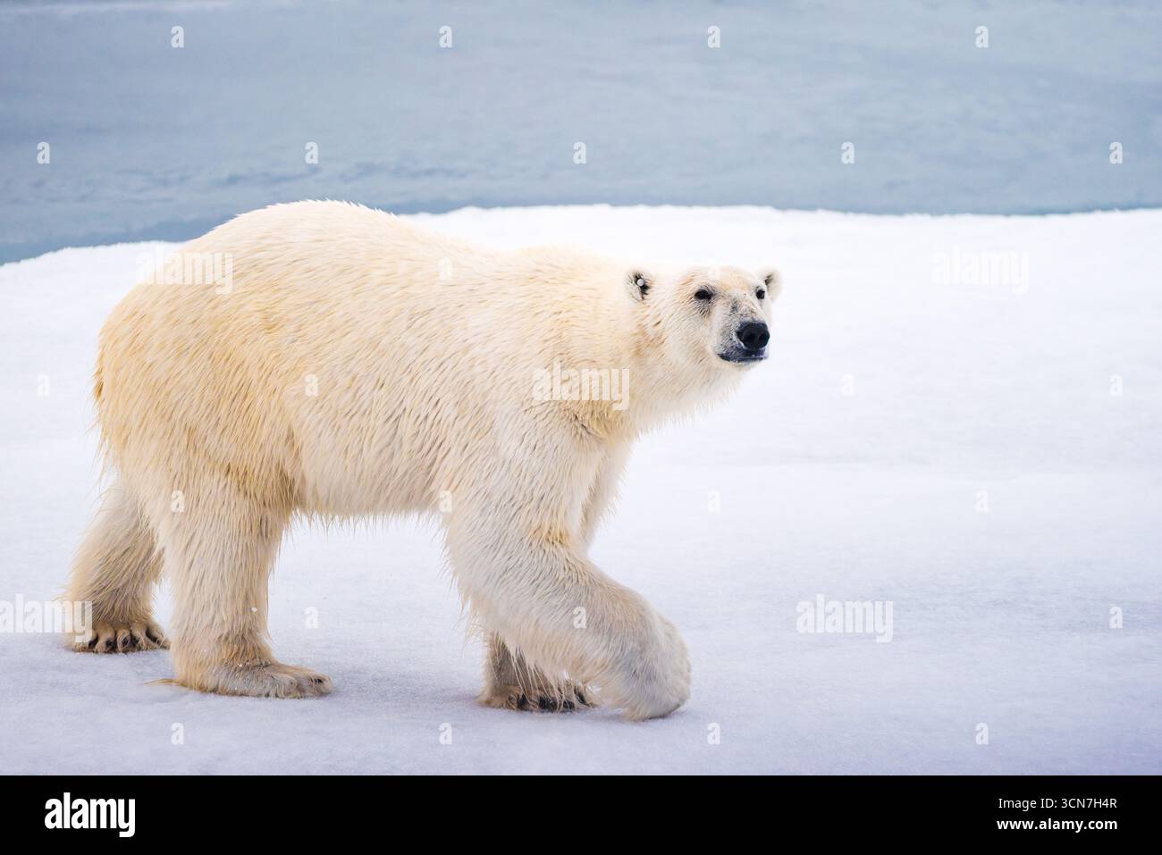 Polar Bear Walking On Ice Floe Nordaustlandet Svalbard