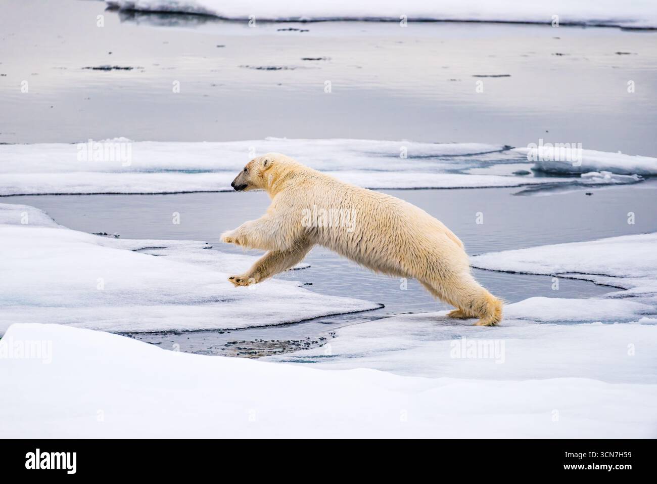 Polar Bear Leaping Across Ice Floes Nordaustlandet Svalbard ...