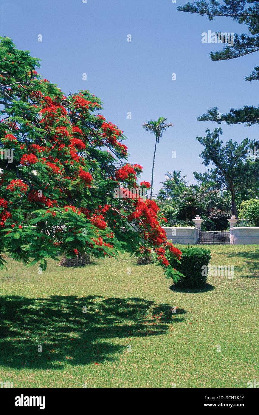 Bright red royal poinciana blooms hi-res stock photography and images ...