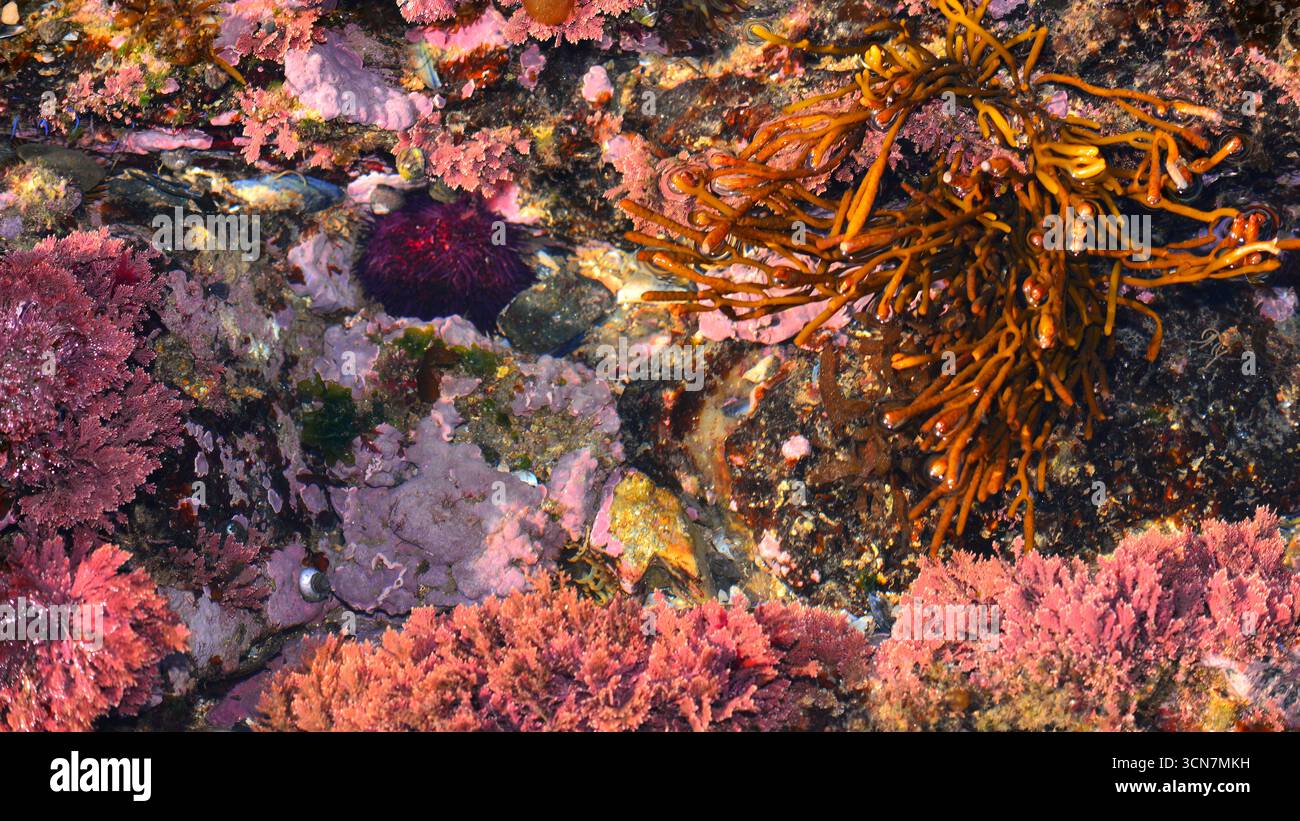 Marine flora fauna in hi-res stock photography and images - Alamy