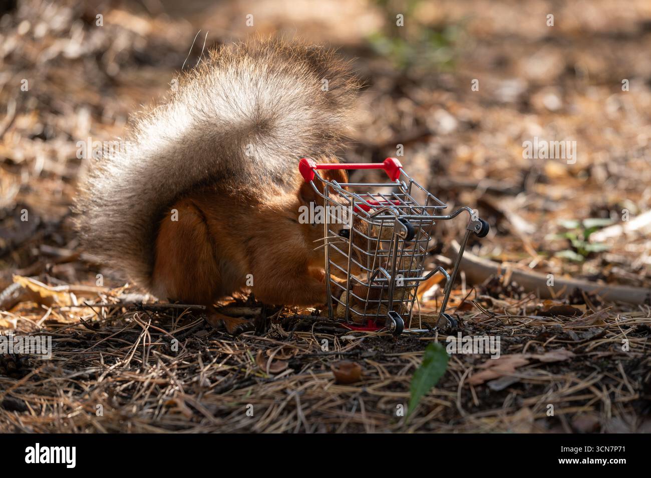 A small red squirrel interacts with a miniature shopping cart in a ...