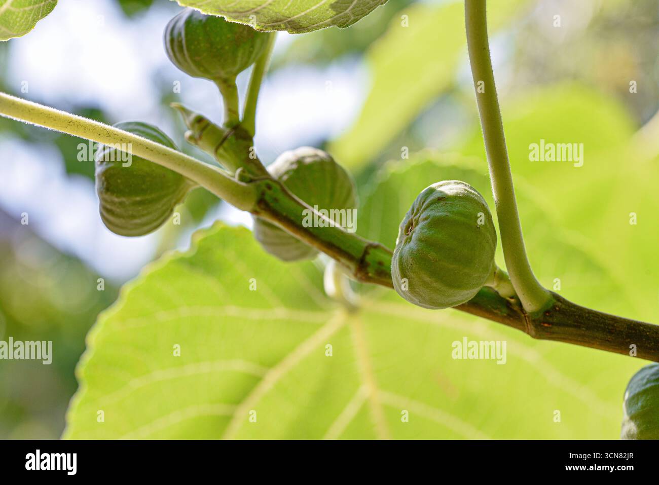 A tree branch is covered in green leaves and small green fruits. The ...