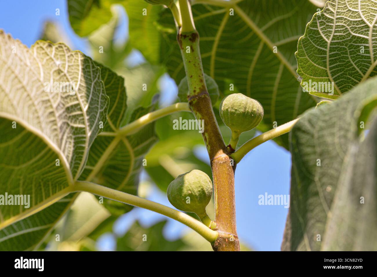 A tree with green leaves and a few small green fruits. The fruits are ...