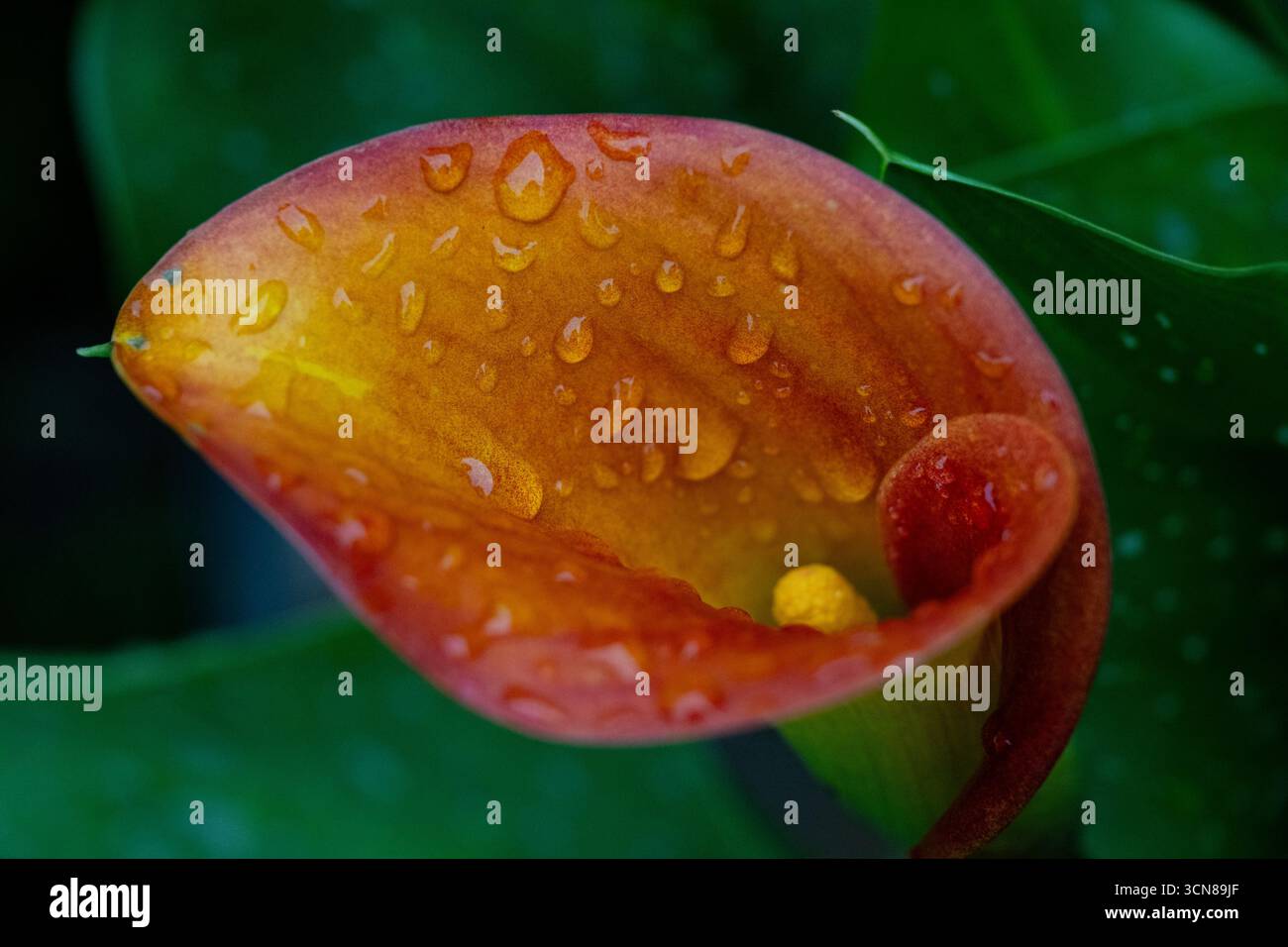 Orange Calla Lily, Zantedeschia, lily, flowering, potted plant outside ...
