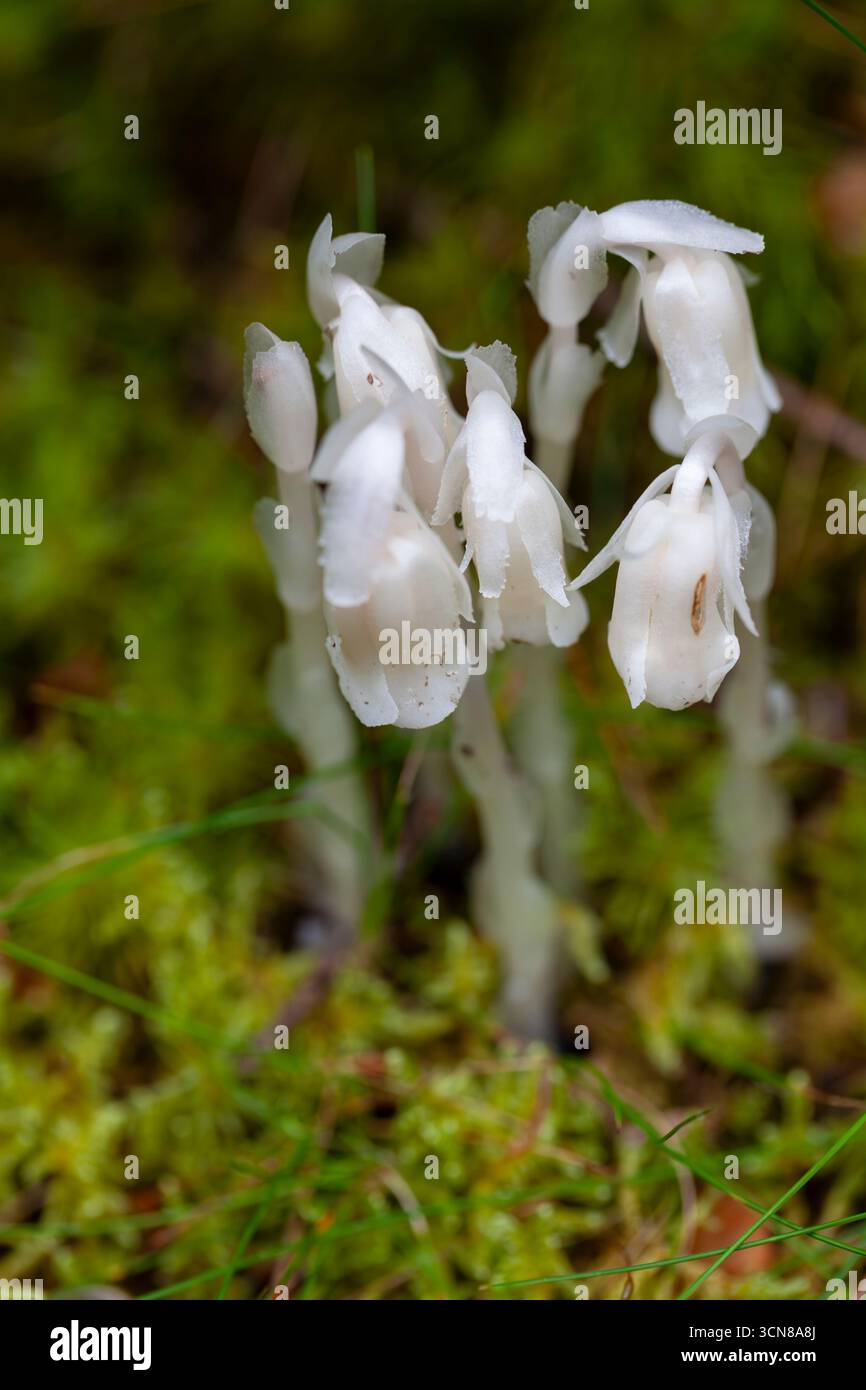 Monotropa uniflora, Indian pipe, ghost plant, growing in a forest in ...