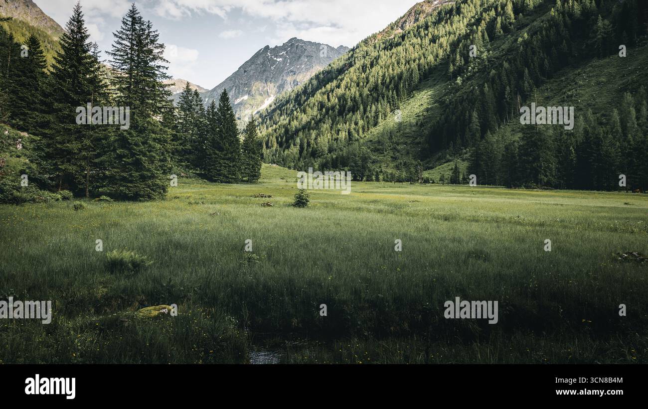 Expansive Alpine Meadow and Forest in the Schladminger Tauern Stock ...
