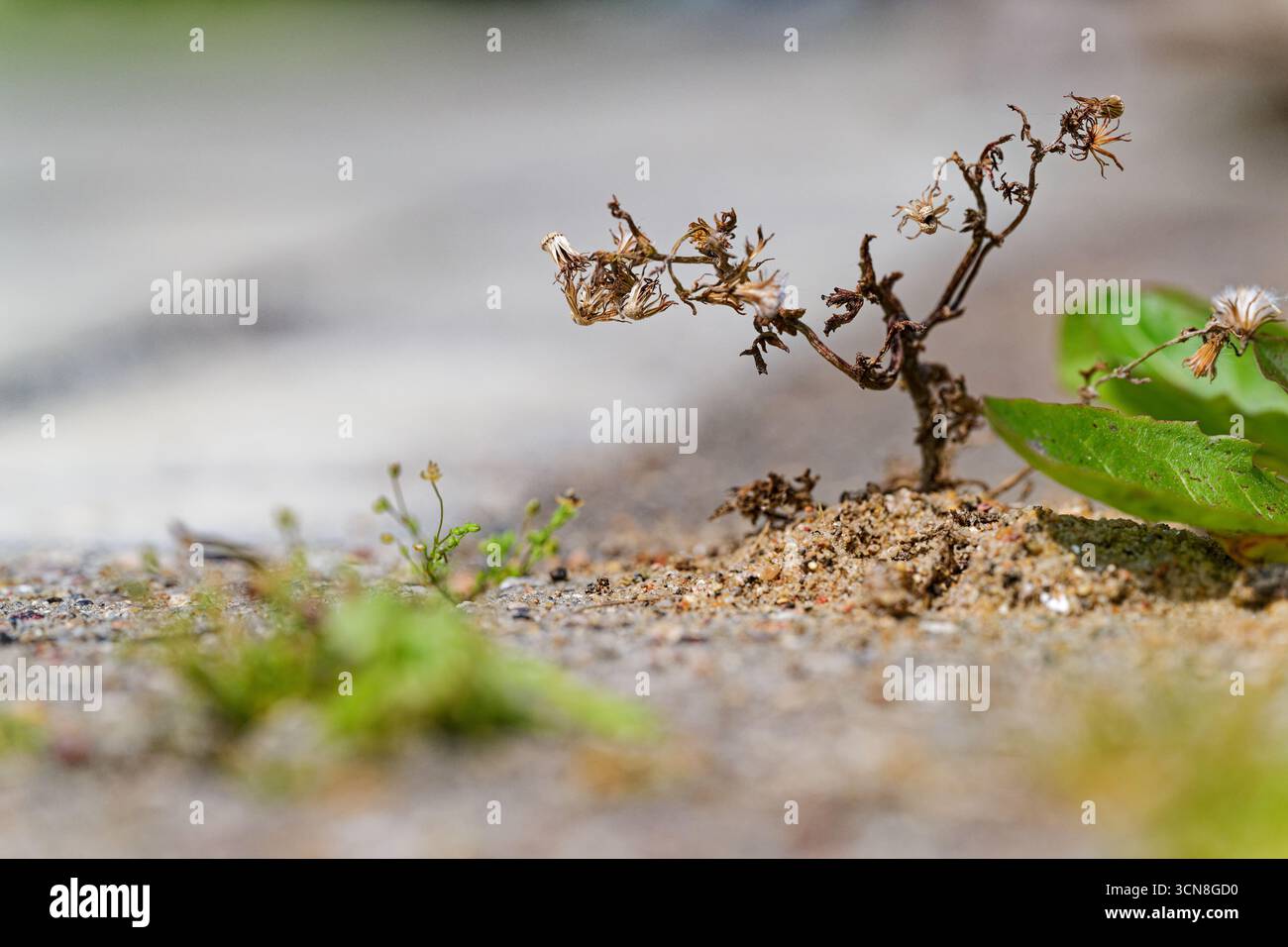 A small dried plant stands in a tiny heap of soil. Pale fluffy seed ...