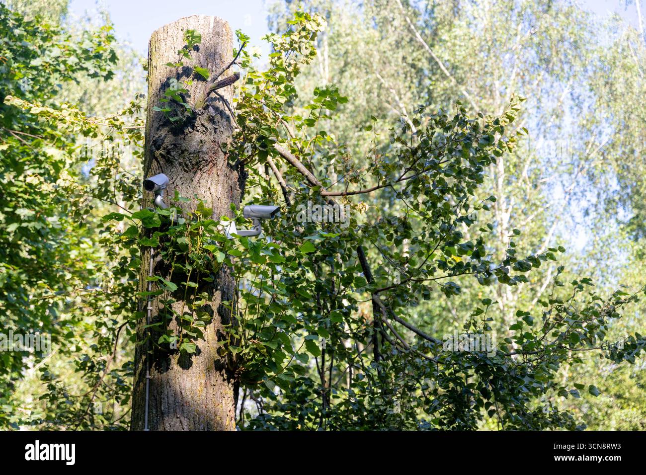 CCTV camera is installed on the oak tree in the garden with blue sky ...
