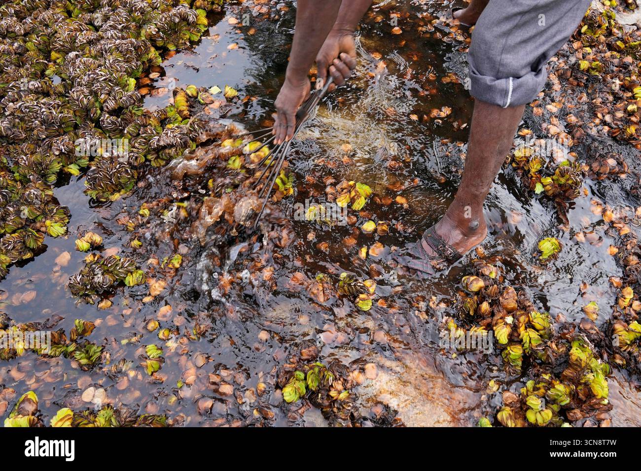 A laborer removes weeds from Doddajala Lake on the outskirts of ...