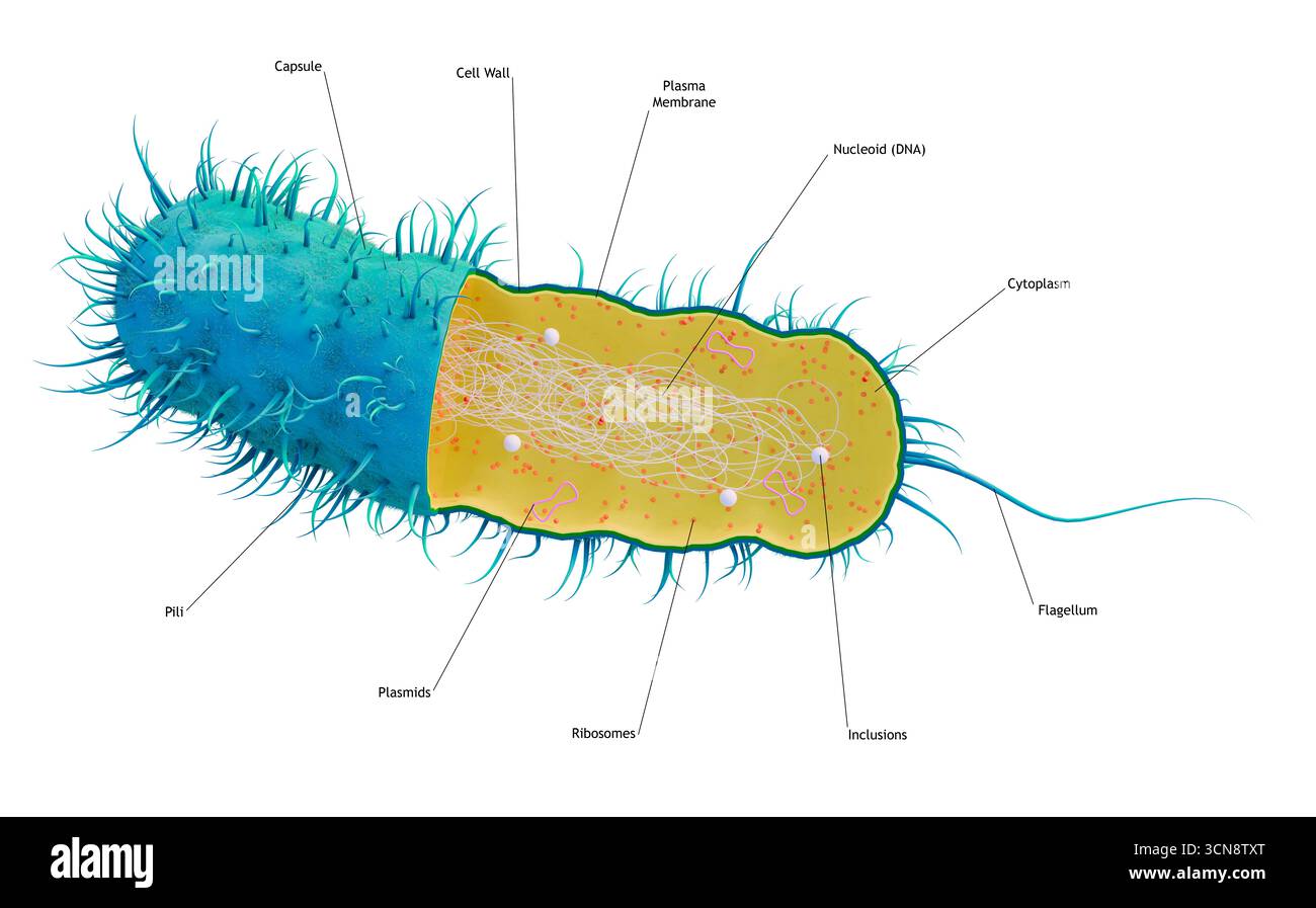 Cross section diagram prokaryotic hi-res stock photography and images ...