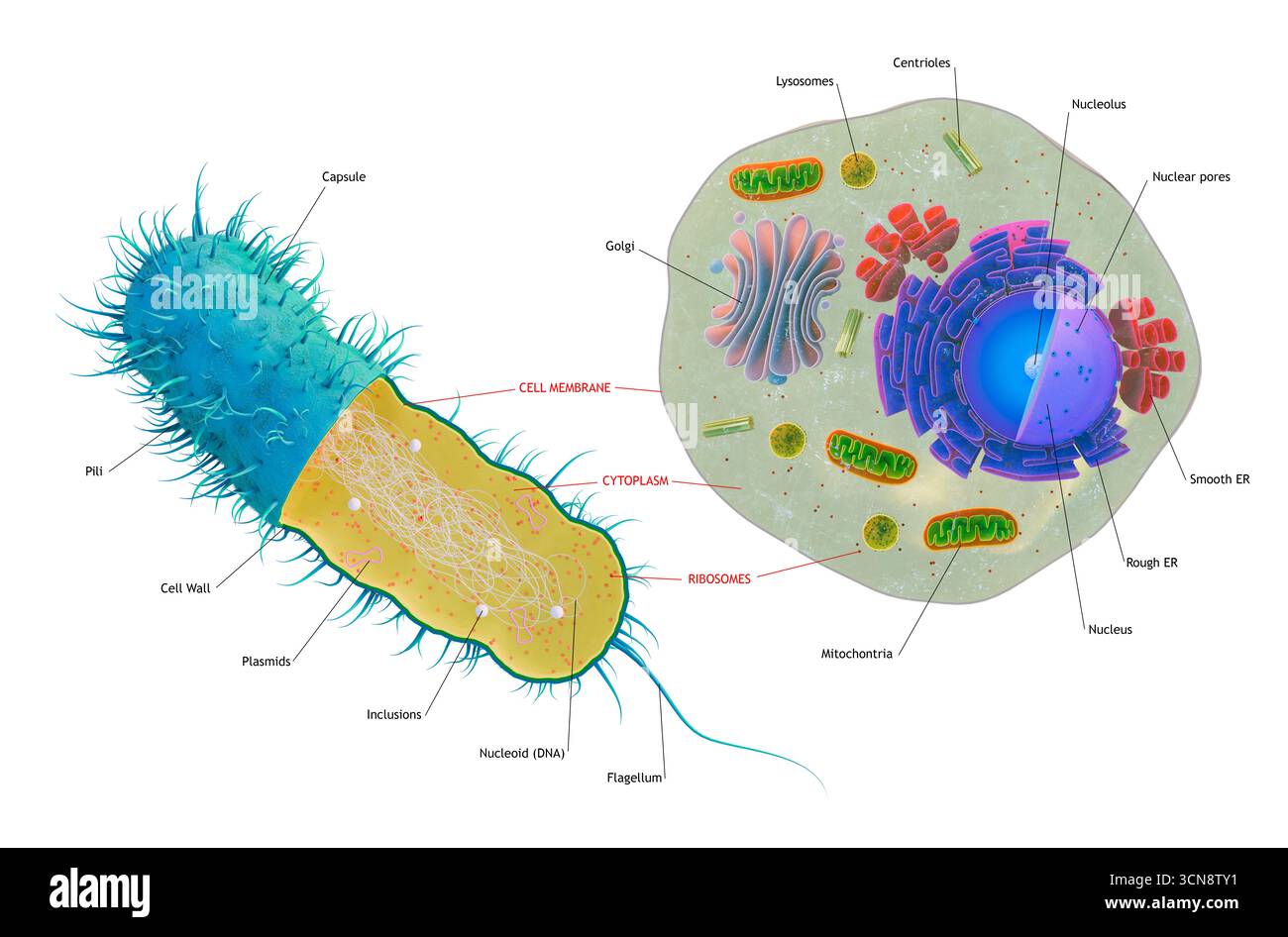 One cell organism Cut Out Stock Images & Pictures - Alamy