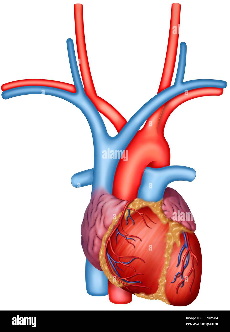 Illustration of the heart and cardiovascular system. A key system for ...