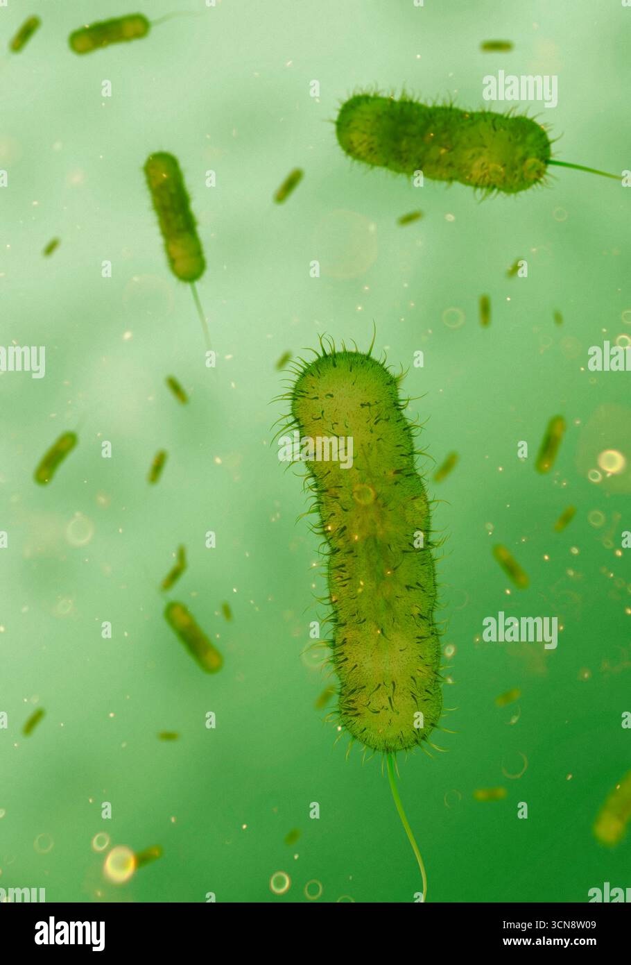 Digital illustration of some typical prokaryotes. Prokaryotes are ...