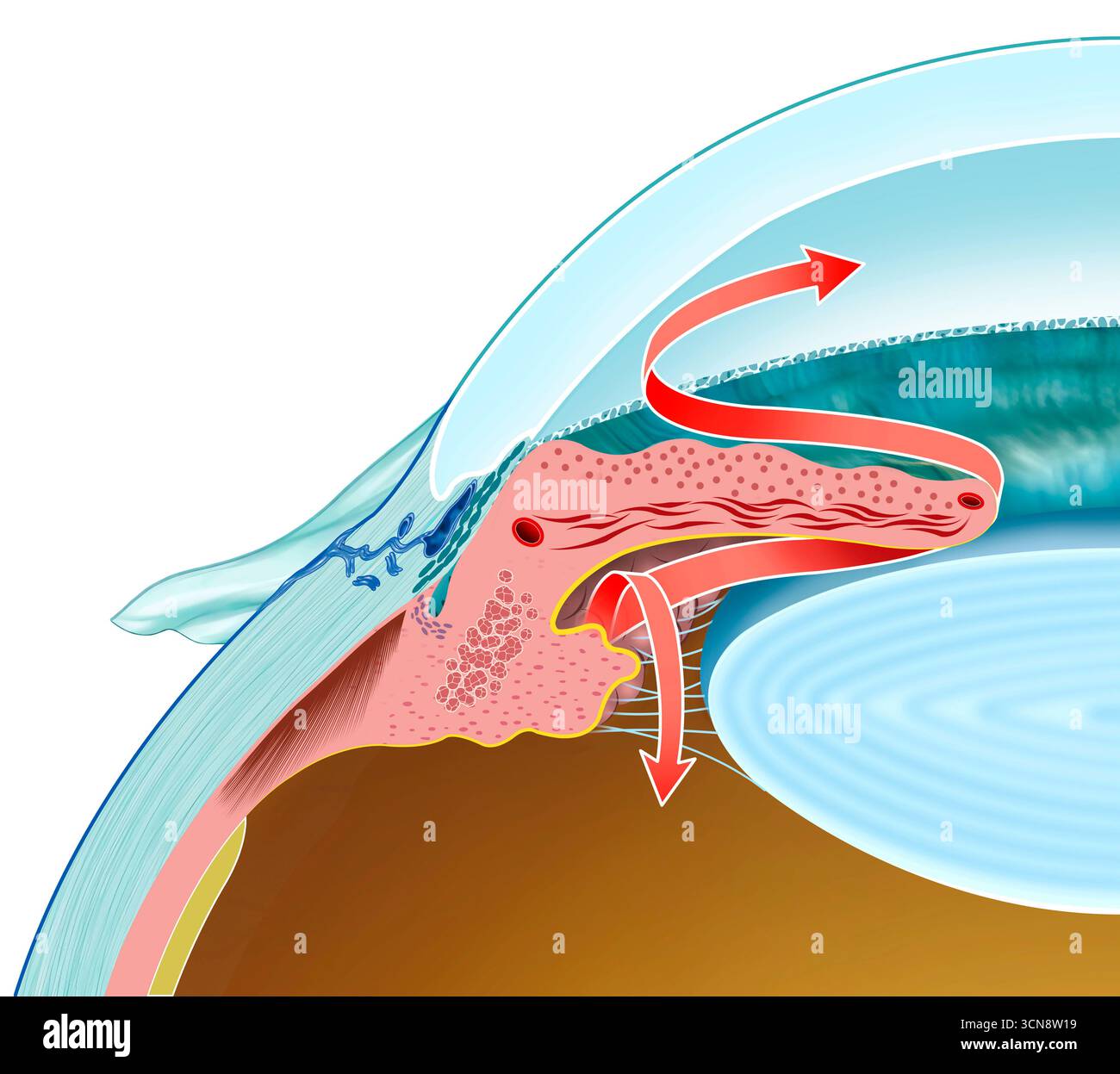 Aqueous humour drainage in glaucoma hi-res stock photography and images ...
