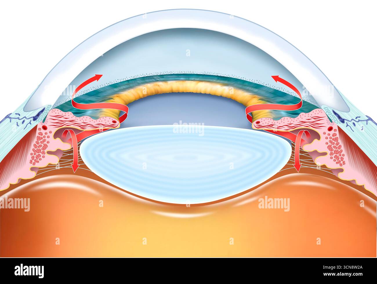 Physiology of the aqueous humour drainage system hi-res stock ...