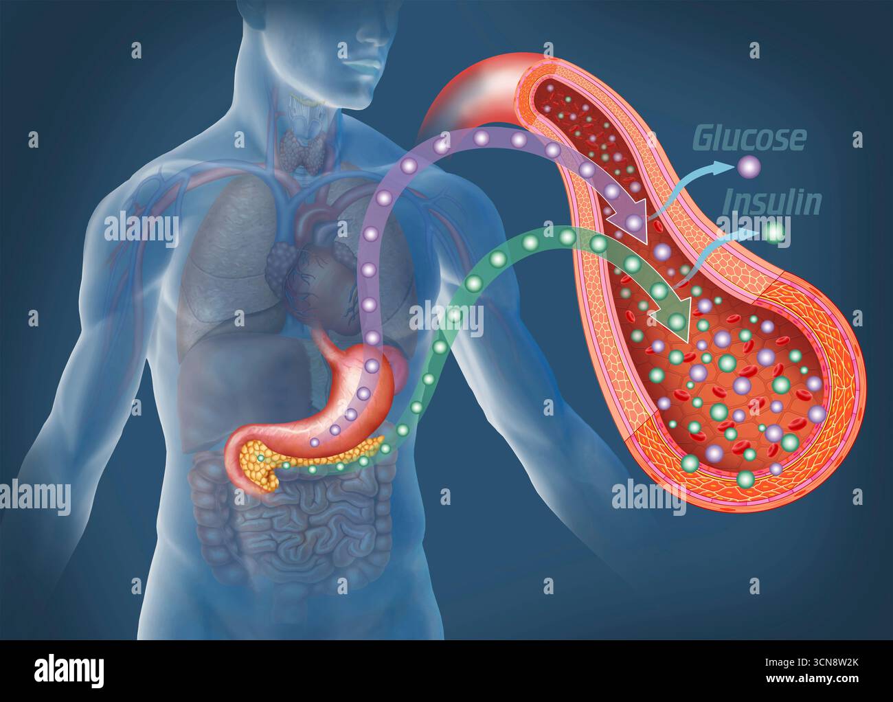 Glucose and insulin levels under normal conditions hi-res stock ...
